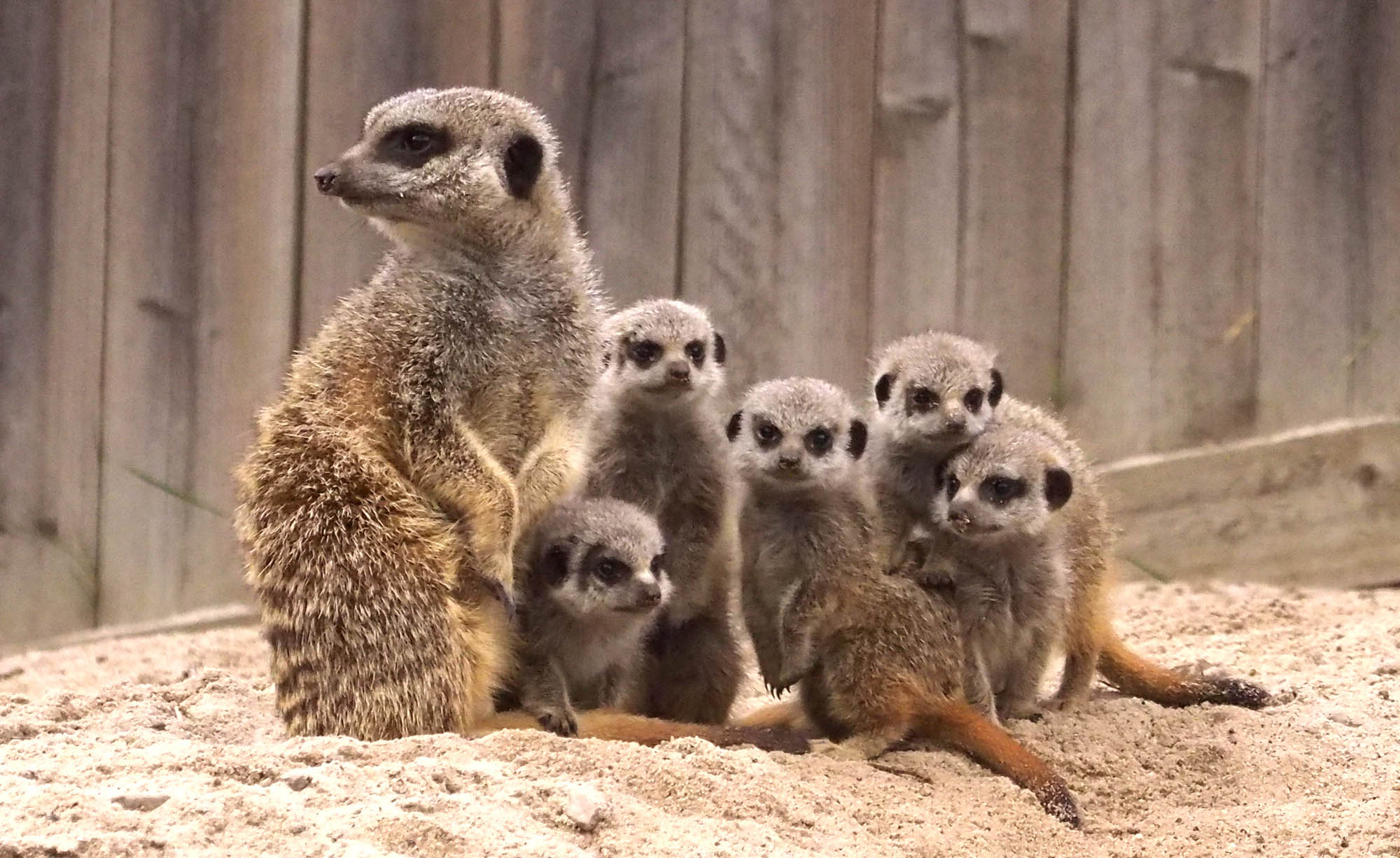 National Certificate in Zoo Animal Care, Behaviour and Welfare